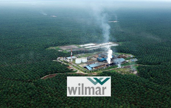 Palm Oil Giant Wilmar Steps Up Efforts To Stop Deforestation