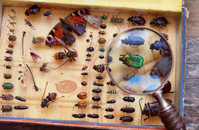 In the News: Insects, and Why You Should Pay Attention