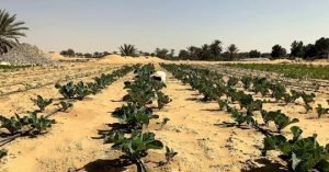 This Company Is Transforming Deserts into Fertile Land