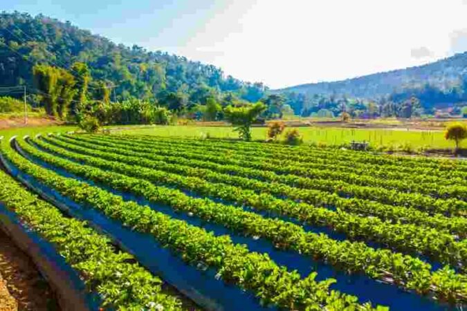 Top 5: States that lead in organic farming in India in terms of acreage