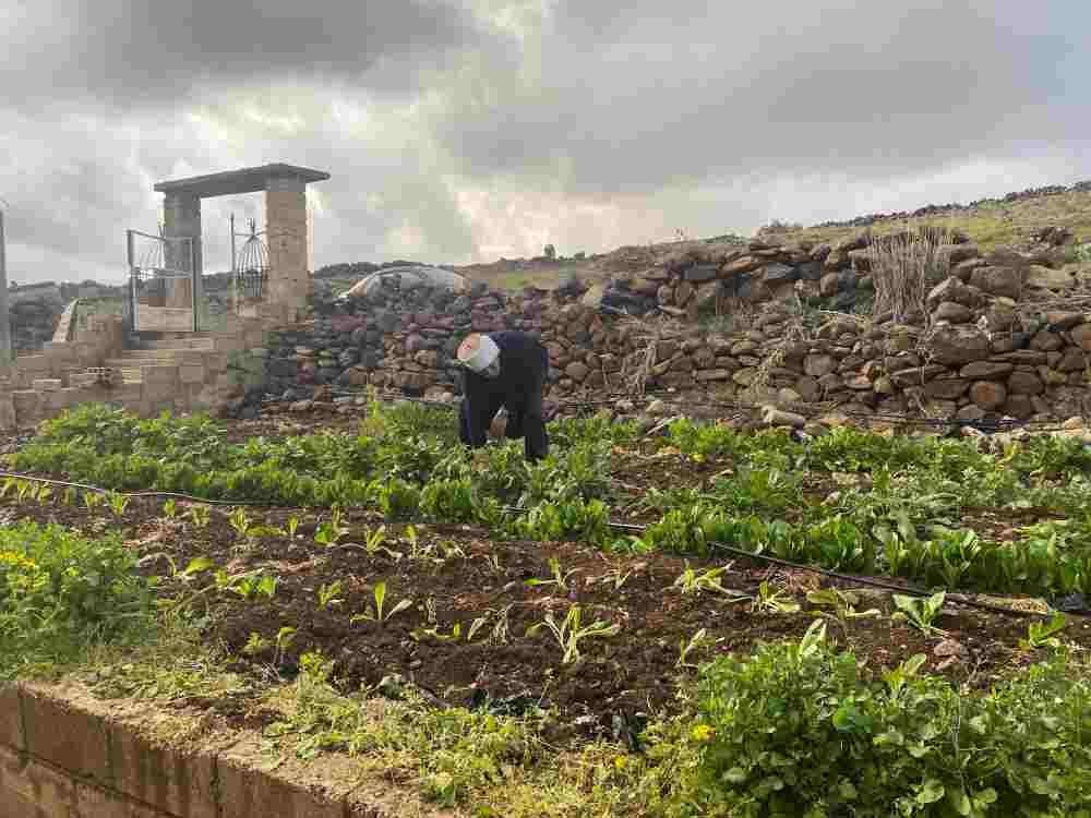 New Fund Created At Cop 28 For Regenerative Farming In India Uk Usa